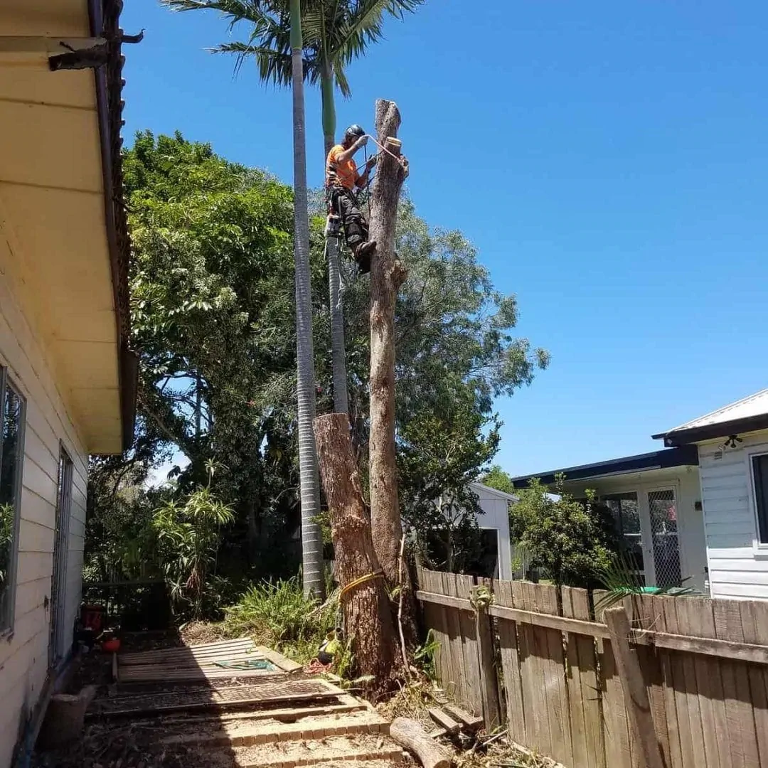 Services - Ninja Tree Services
