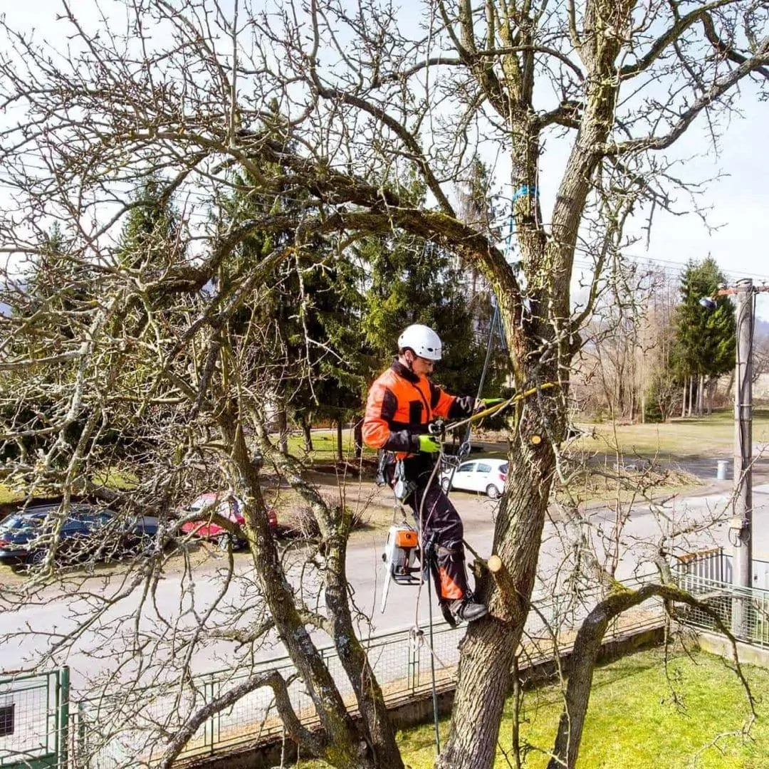 Services - Ninja Tree Services